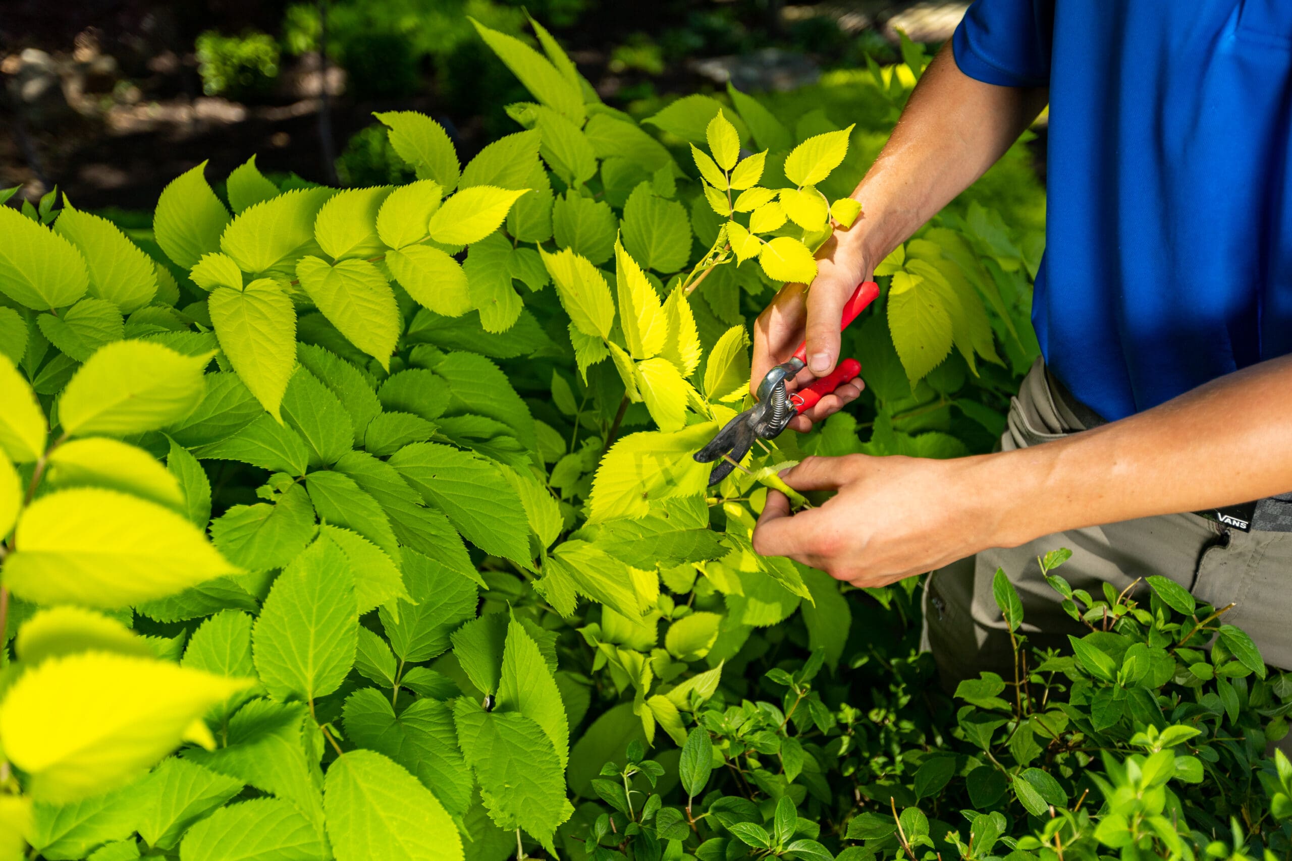 Is it Safe to Install Landscape Plants in Summer? It Depends! - High ...