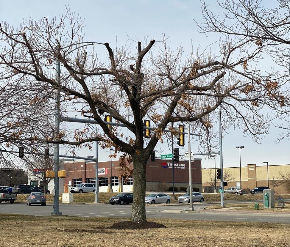 Landscape Myths: Tree Topping is a Professional Practice