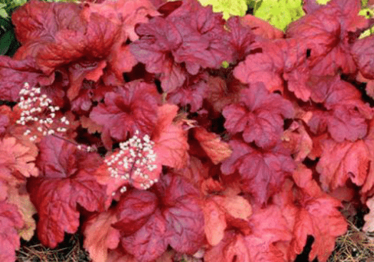 Colorful Perennials for Your Kansas City Shade Garden | KC Landscaping