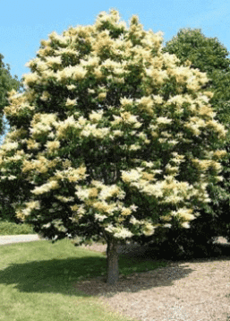 Best Landscape Trees for Kansas City - High Prairie Outdoors